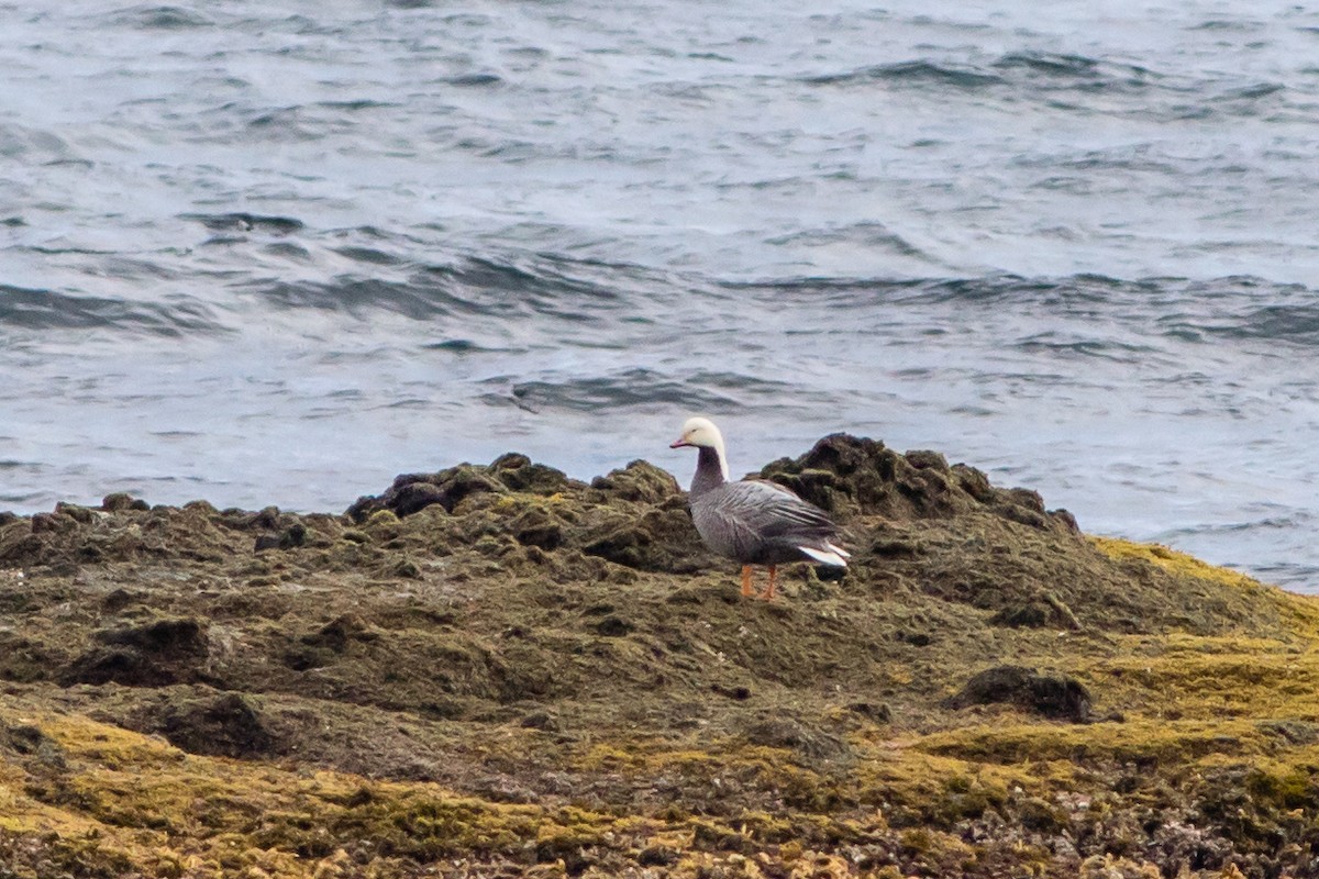 eBird Checklist - 18 May 2018 - Adak Island - 42 species