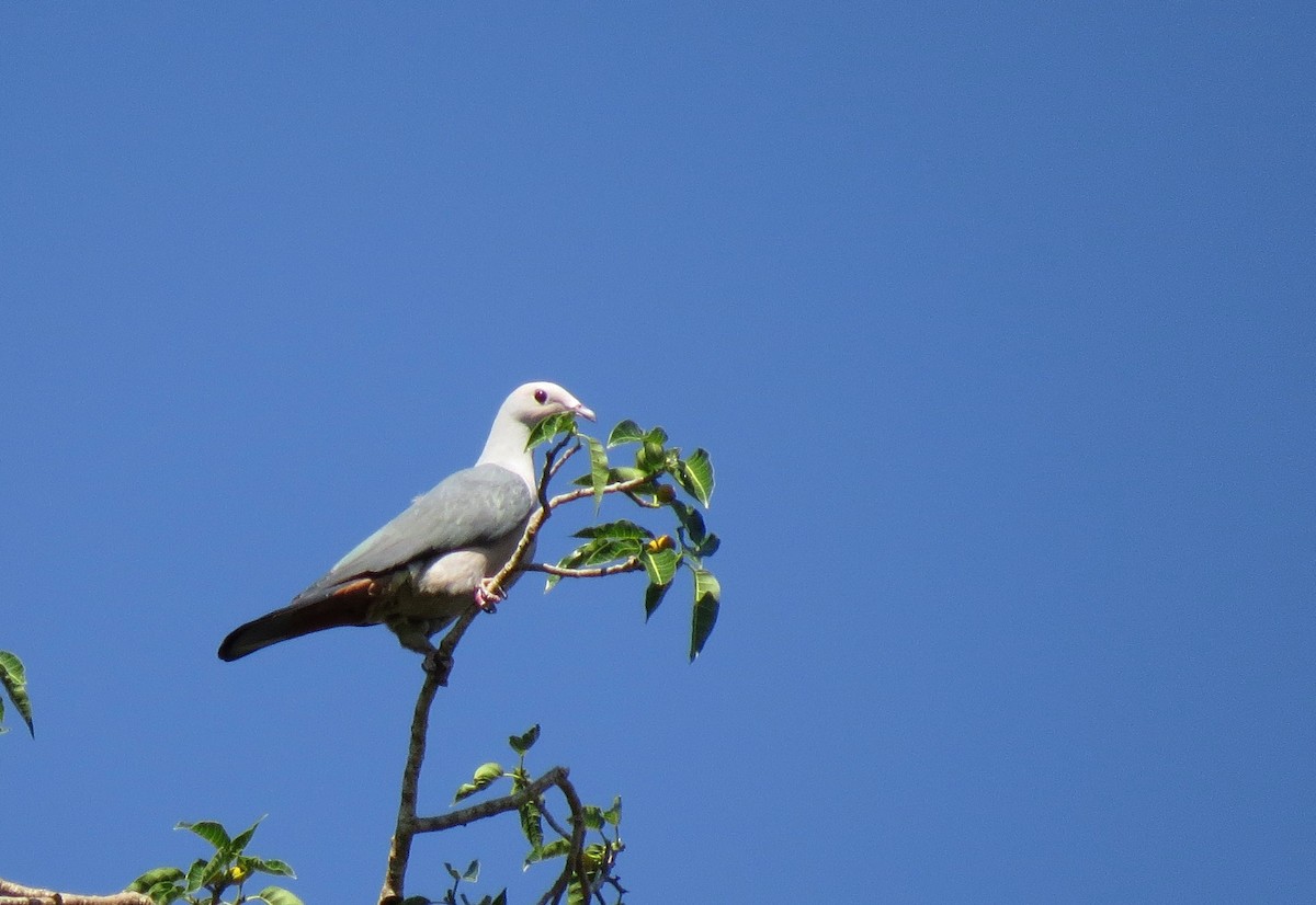 Pink-headed Imperial-Pigeon - Ducula rosacea - Birds of the World