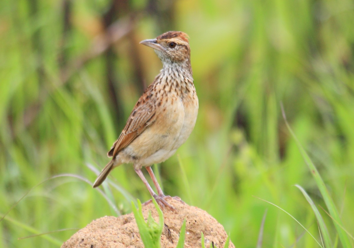 Angola Lark - Amirafra angolensis - Birds of the World
