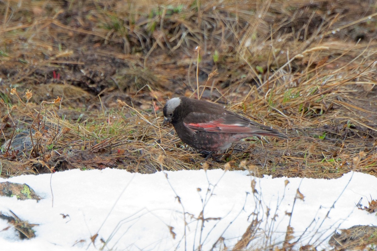 eBird Checklist - 1 Jun 2018 - Beartooth Hwy--Beartooth Pass - 1 species