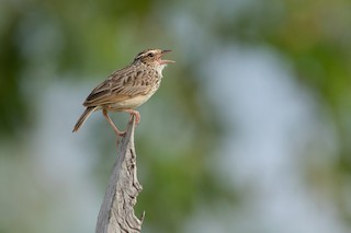 Indochinese Bushlark - Mirafra erythrocephala - Birds of the World