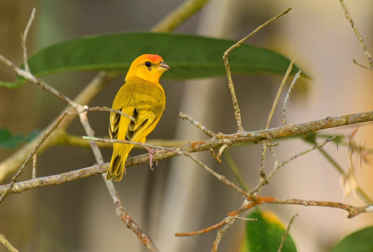 Orange-fronted Yellow-Finch - Sicalis columbiana - Birds of the World