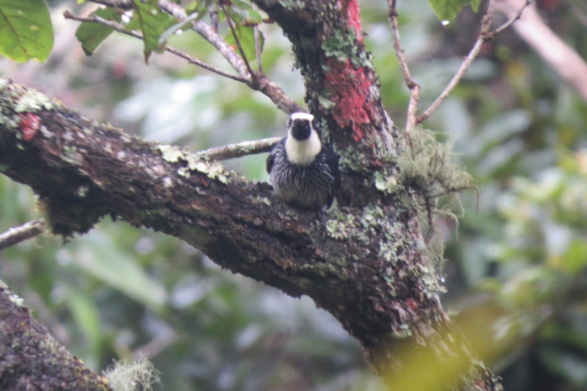 eBird Checklist - 12 May 2017 - Parque Arví - 8 species