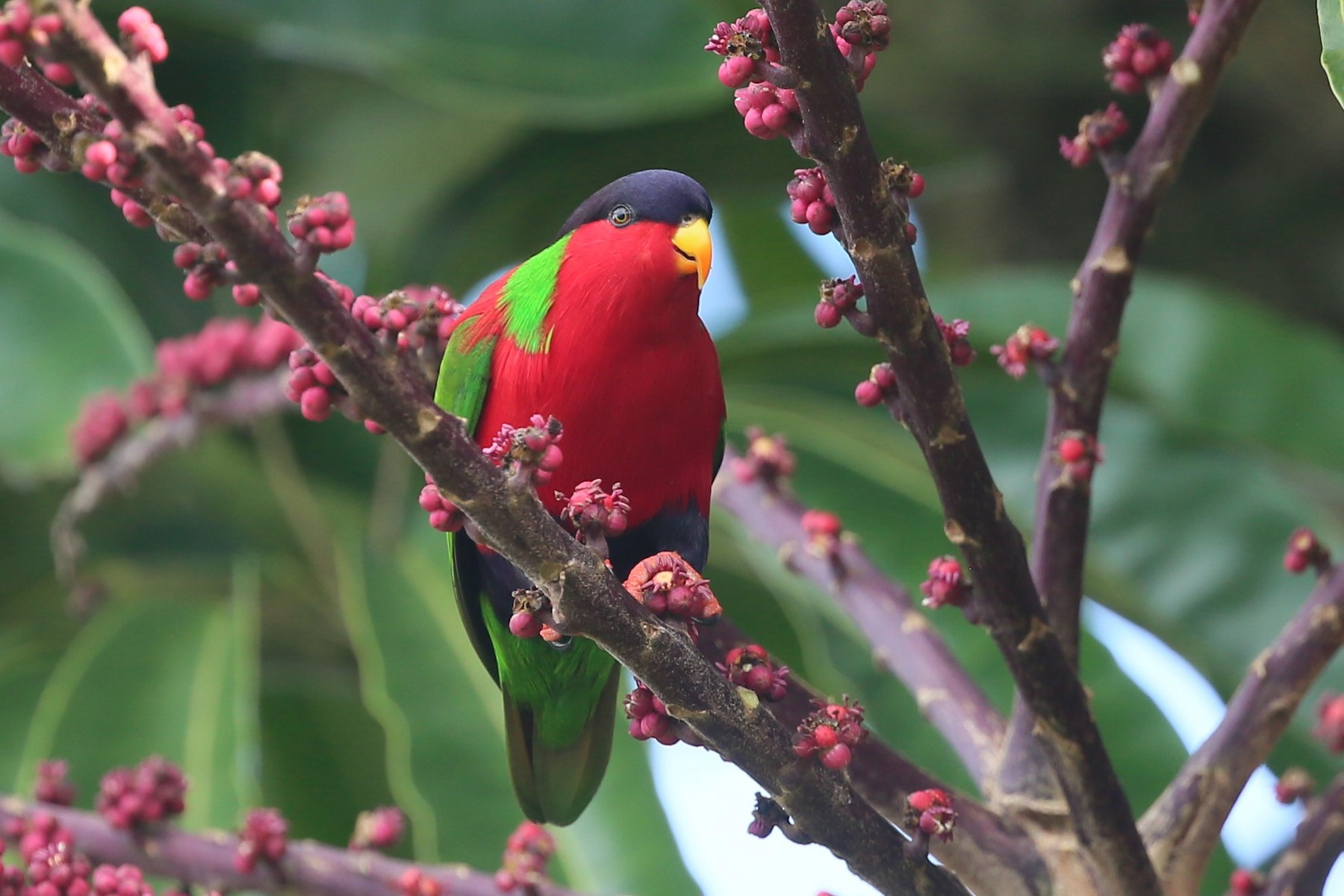 Collared Lory - eBird