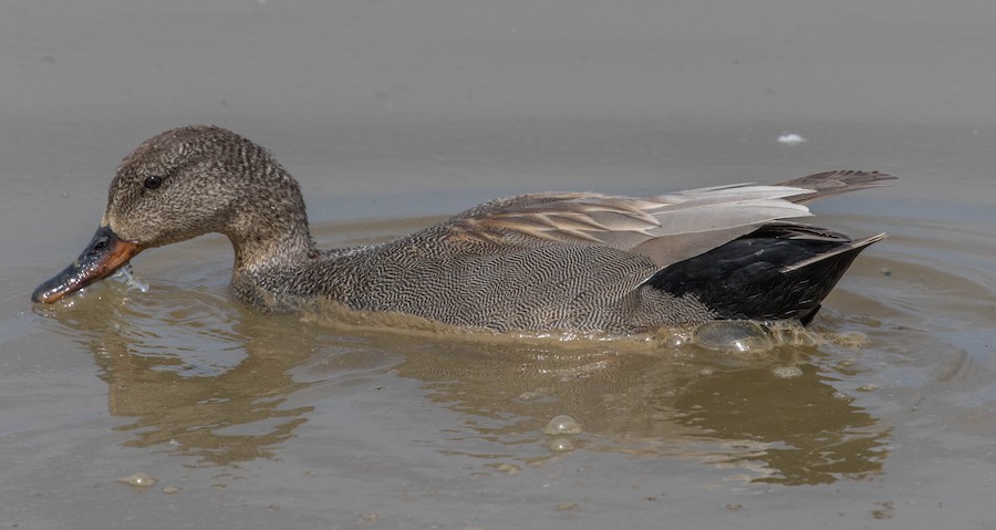Canard chipeau (strepera) - eBird