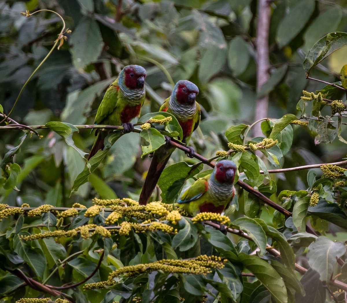 Pfrimer's Parakeet - Pyrrhura pfrimeri - Birds of the World