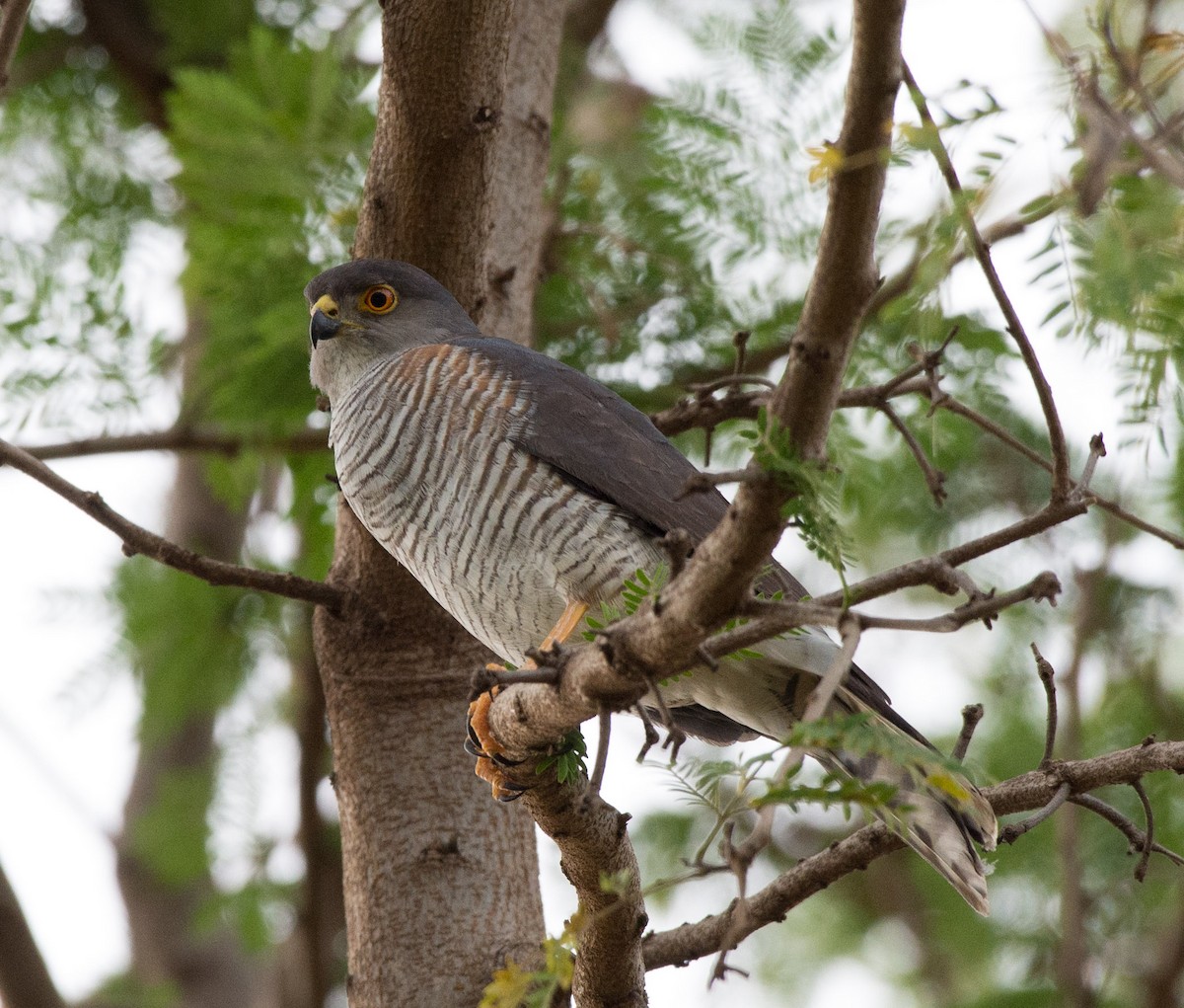 Little Sparrowhawk - Accipiter minullus - Birds of the World