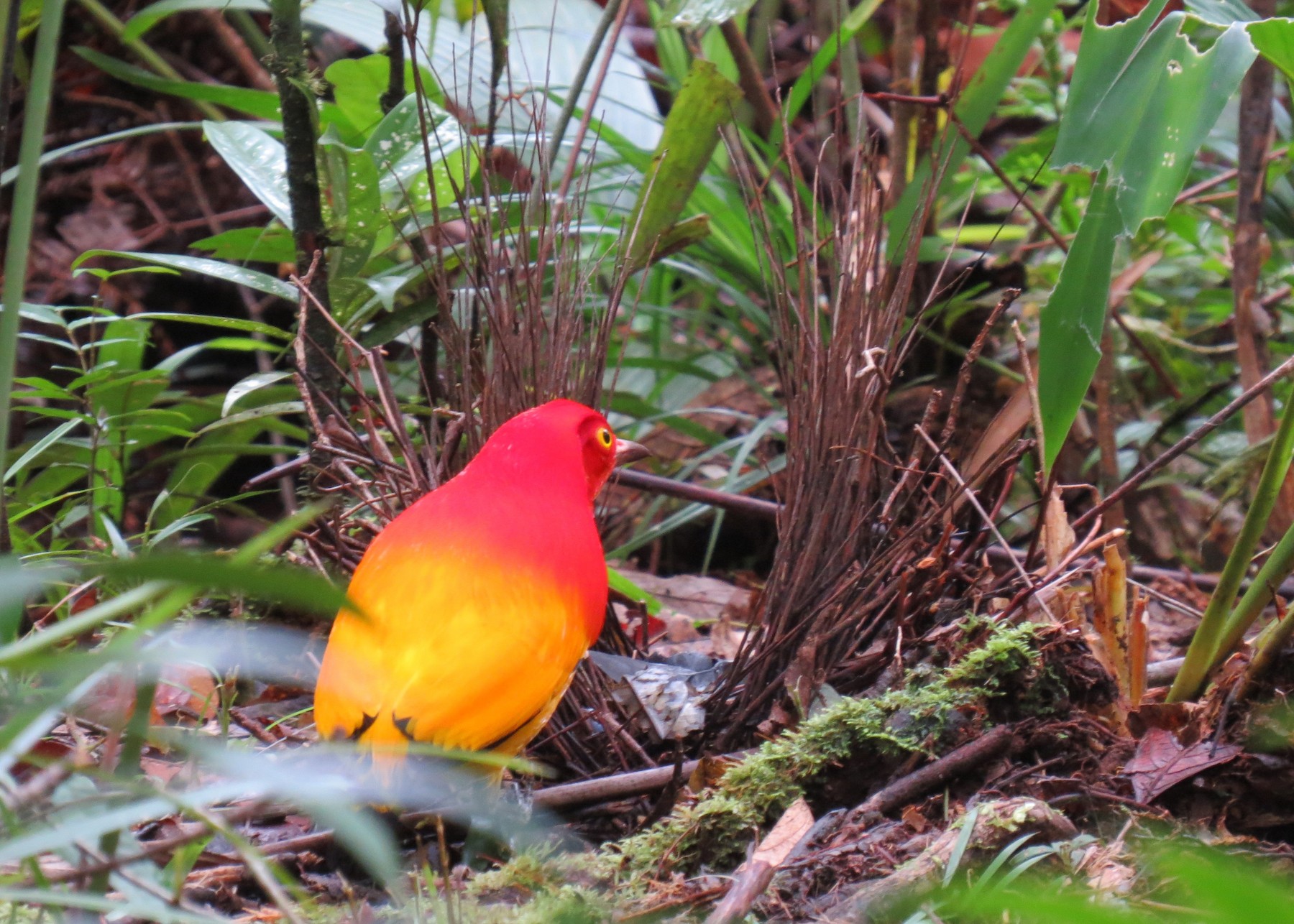 Flame Bowerbird - eBird