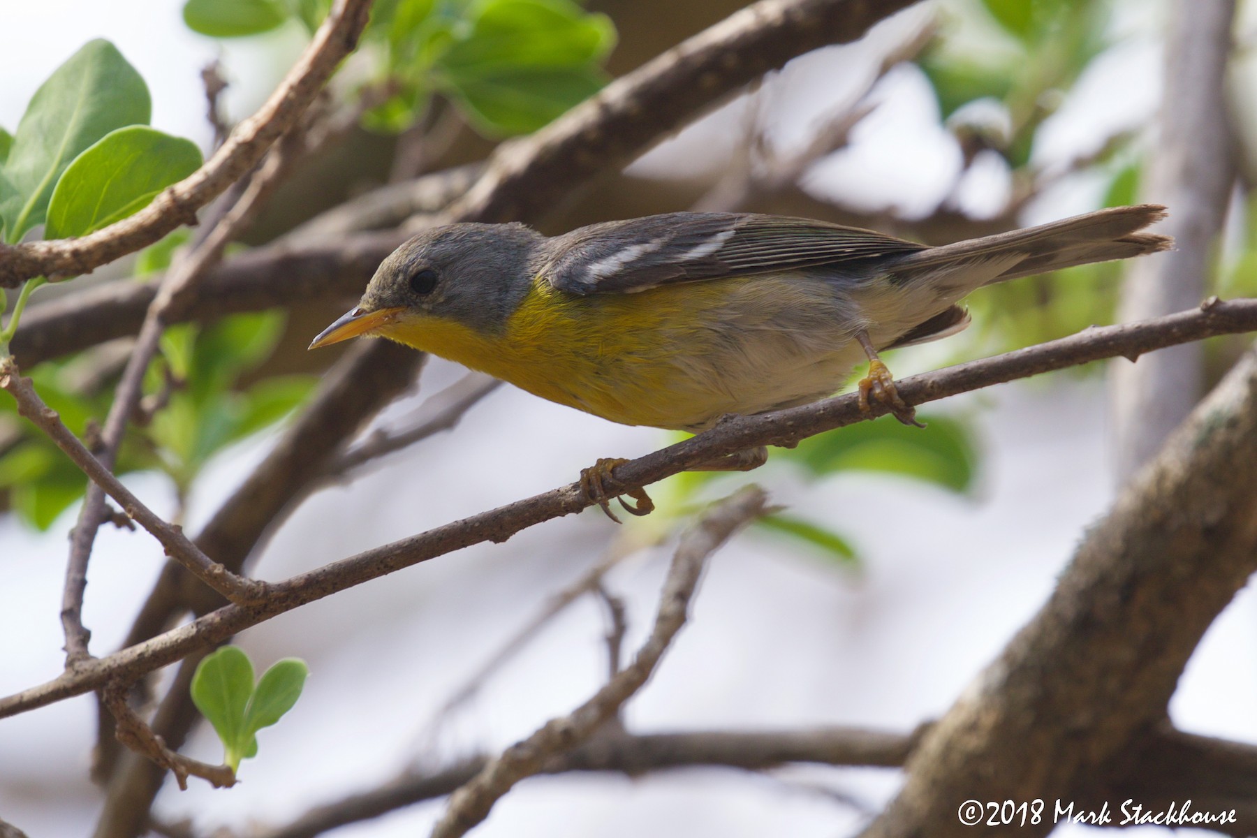 Pitiayumí (insularis) - eBird