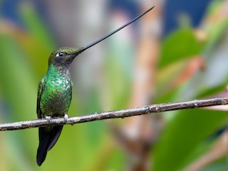 Sword-billed Hummingbird - eBird