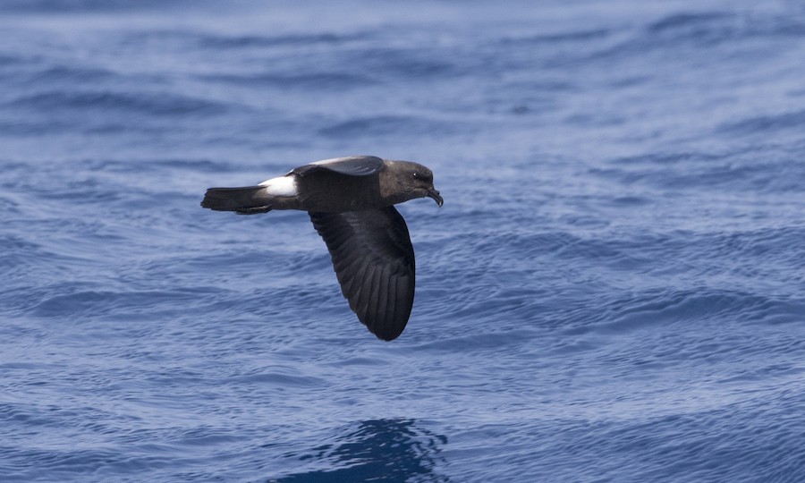 クロコシジロウミツバメ（castro） - eBird