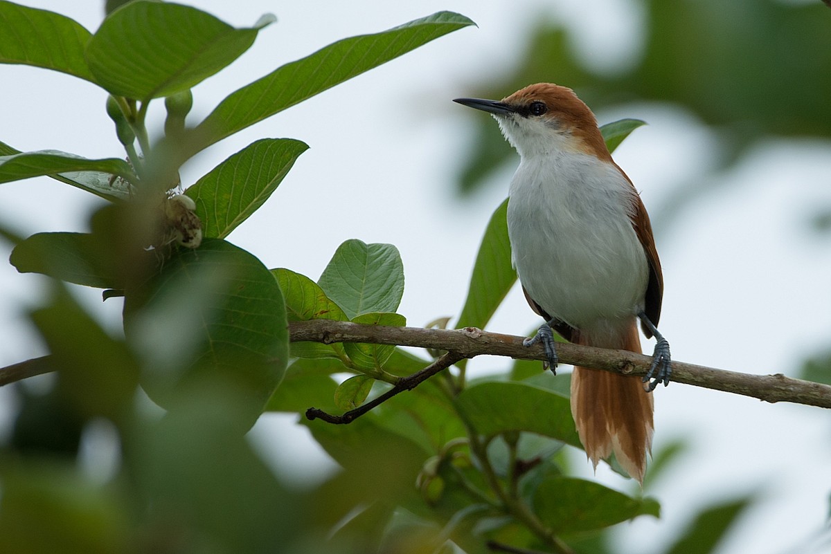 Red-and-white Spinetail - Certhiaxis mustelinus - Birds of the World