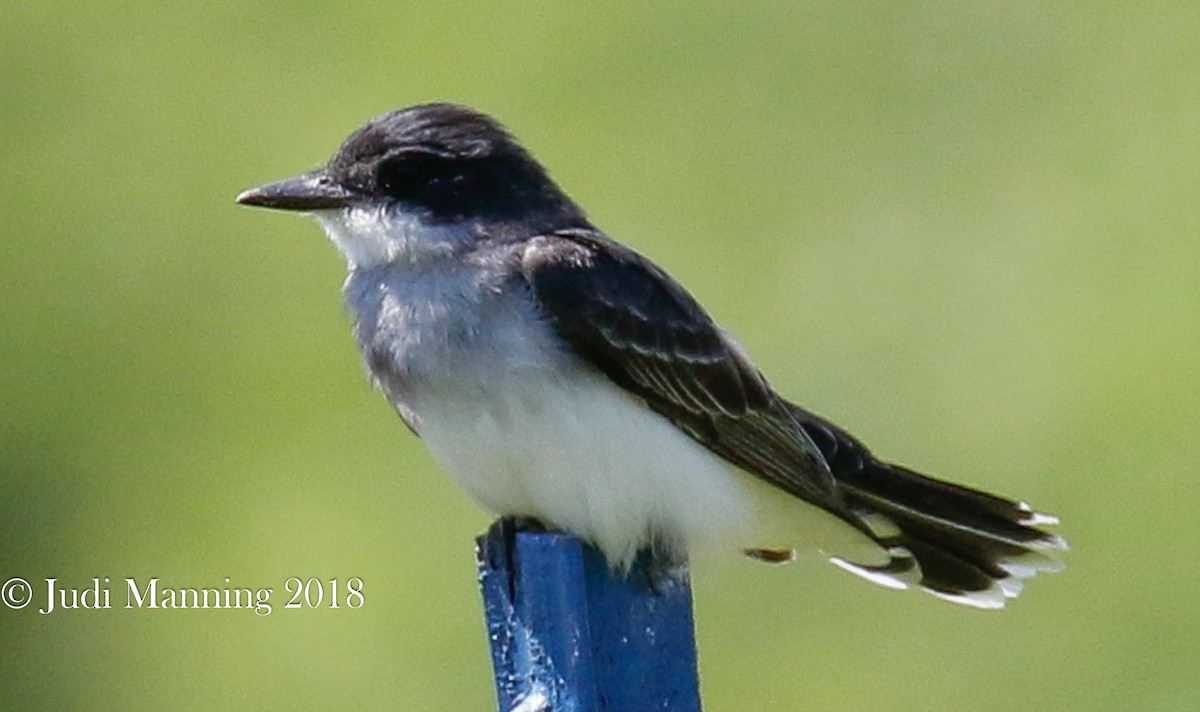eBird Checklist - 11 Jun 2018 - stakeout Fork-tailed Flycatcher Double ...