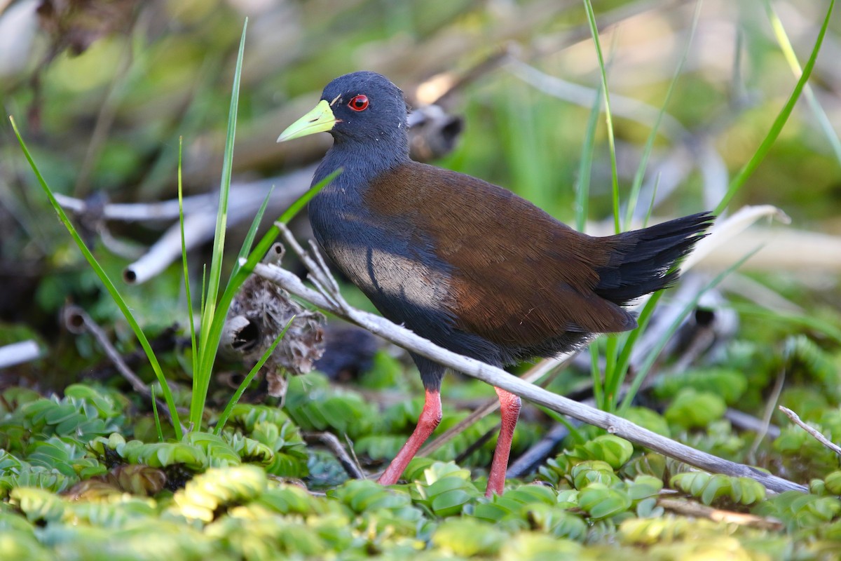 Sakalava Rail - Zapornia olivieri - Birds of the World
