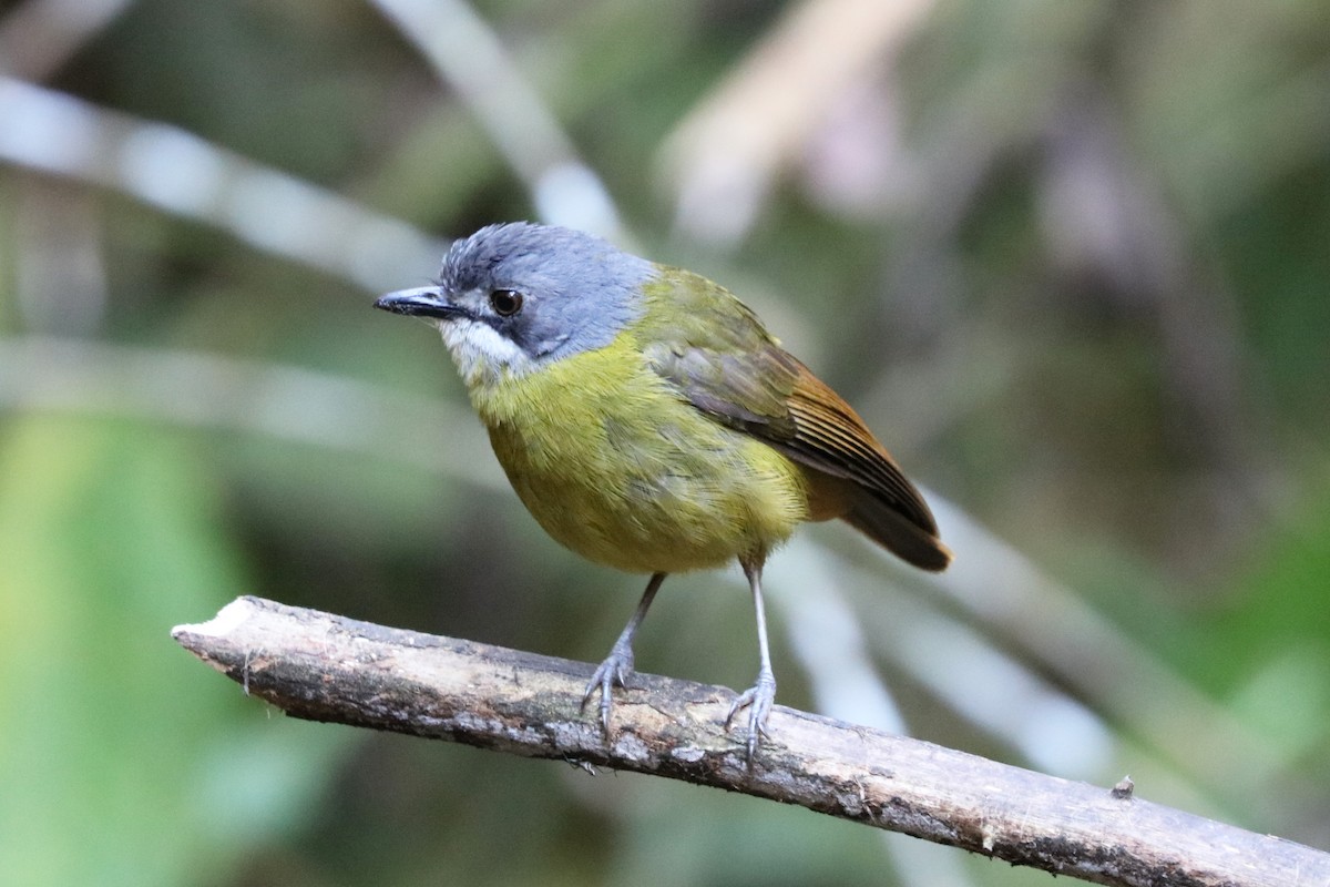 Green-backed Robin - Pachycephalopsis hattamensis - Birds of the World