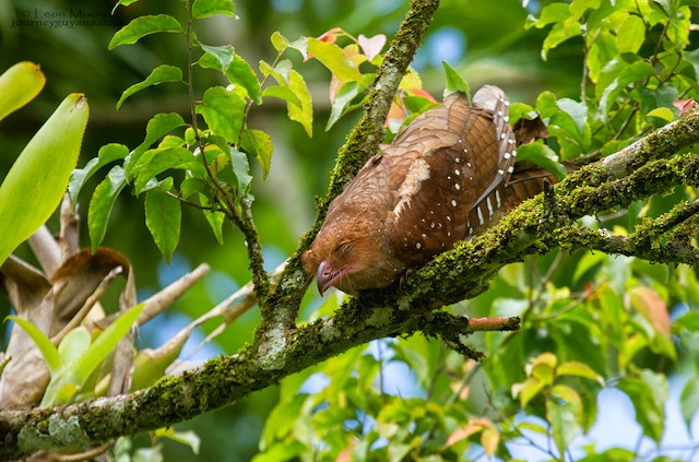 Photos - Oilbird - Steatornis caripensis - Birds of the World
