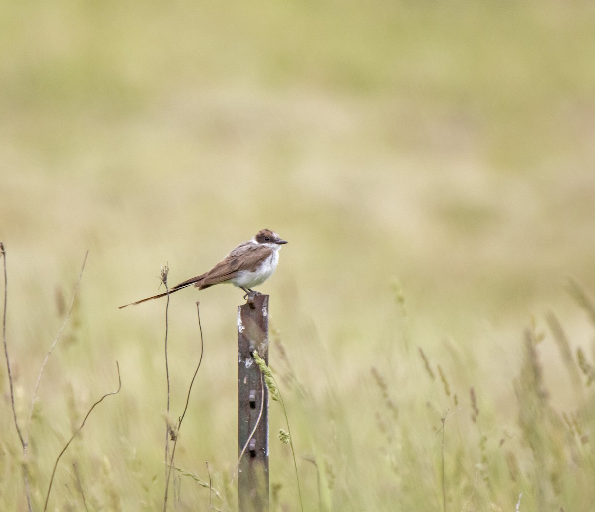 eBird Checklist - 10 Jun 2018 - stakeout Fork-tailed Flycatcher Double ...