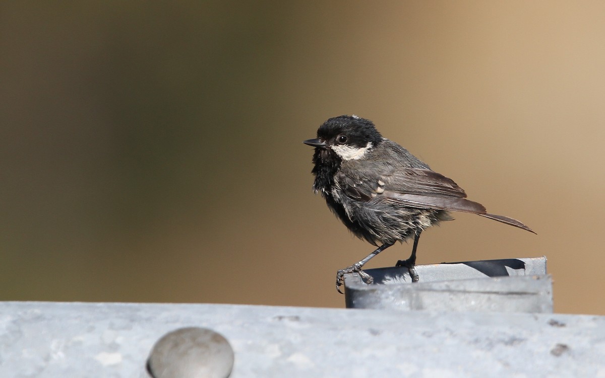 Coal Tit (Cyprus) - eBird