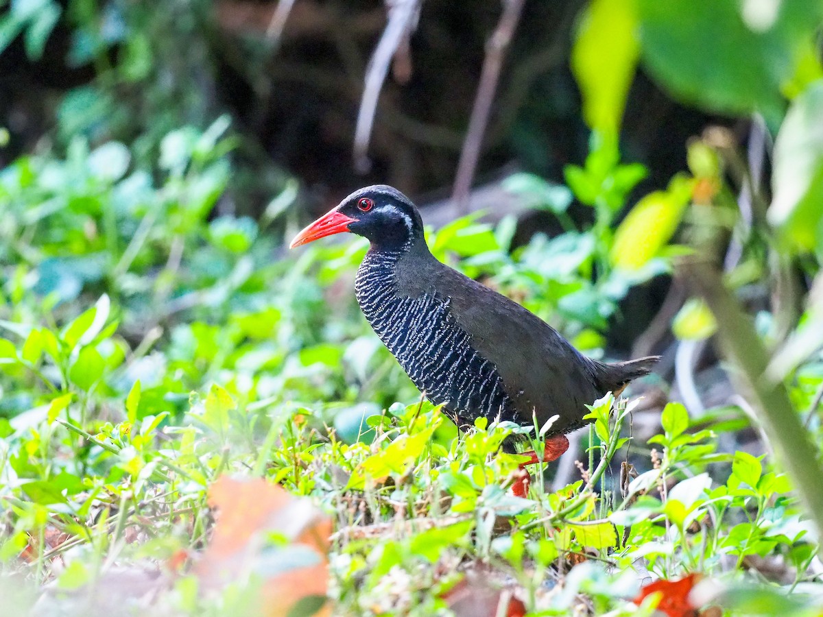 Okinawa Rail - Gallirallus okinawae - Birds of the World