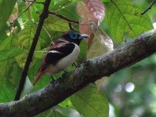 Visayan Broadbill - Sarcophanops samarensis - Birds of the World