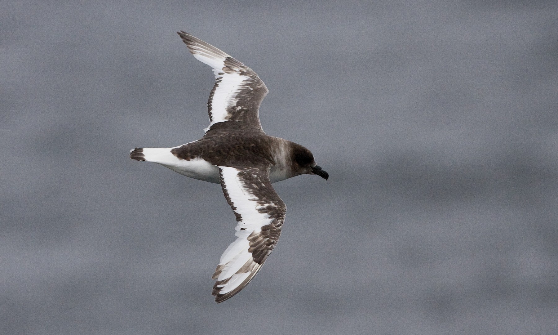 Antarctic Petrel - eBird