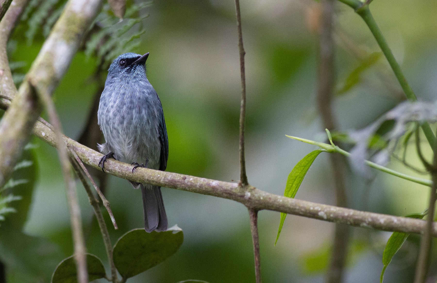 Turquoise Flycatcher - eBird
