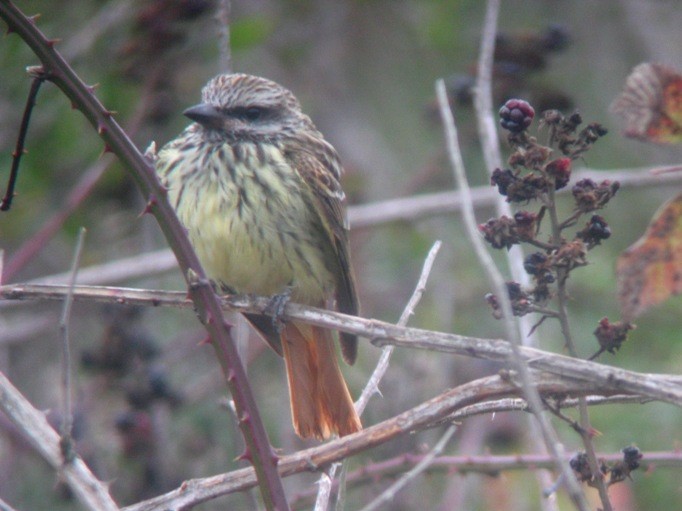 eBird Checklist - 11 Oct 2007 - Arcata Marsh and Wildlife Sanctuary - 1 ...