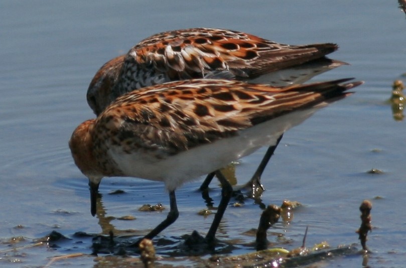 eBird Checklist - 7 Jul 2011 - Alexandre Dairy - 33 species (+1 other taxa)