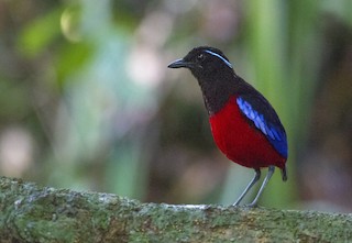 Black-crowned Pitta - Erythropitta ussheri - Birds of the World