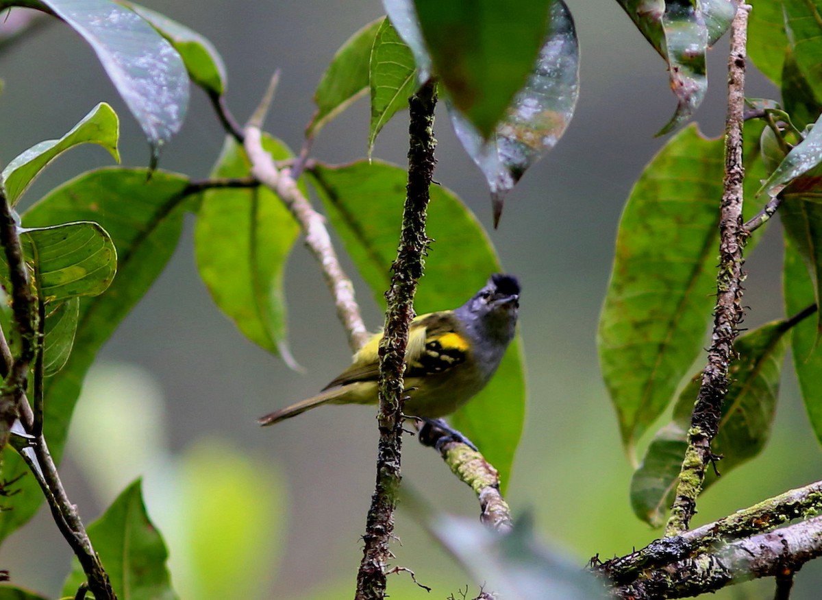 Yellow-rumped Antwren - Euchrepomis sharpei - Birds of the World