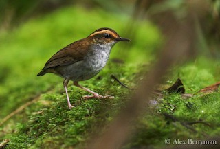 Bornean Stubtail - Urosphena whiteheadi - Birds of the World