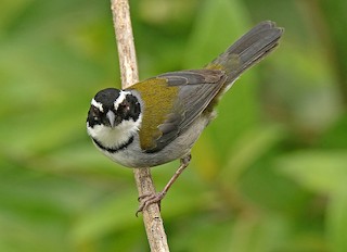 Black-capped Sparrow - Arremon abeillei - Birds of the World