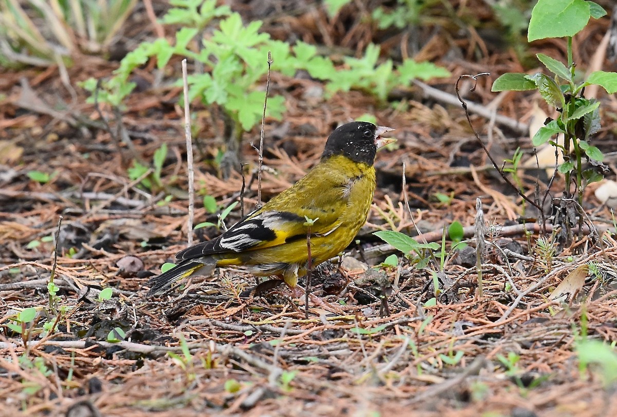 Black-headed Greenfinch - Chloris ambigua - Birds of the World