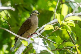 White-eared Brown-Dove - Phapitreron leucotis - Birds of the World
