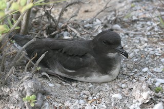 Phoenix Petrel - Pterodroma alba - Birds of the World