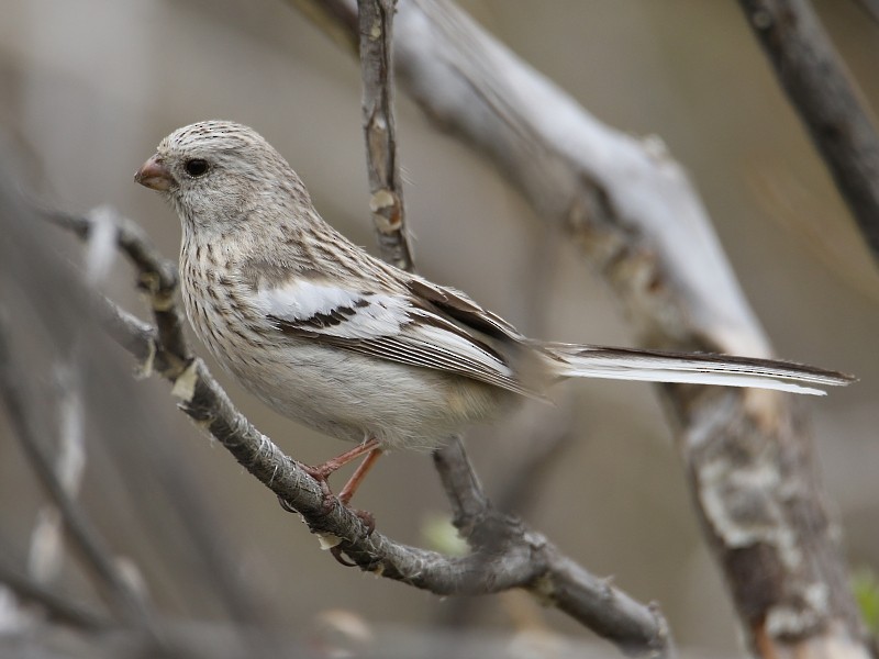 Long-tailed Rosefinch - Carpodacus sibiricus - Media Search - Macaulay ...