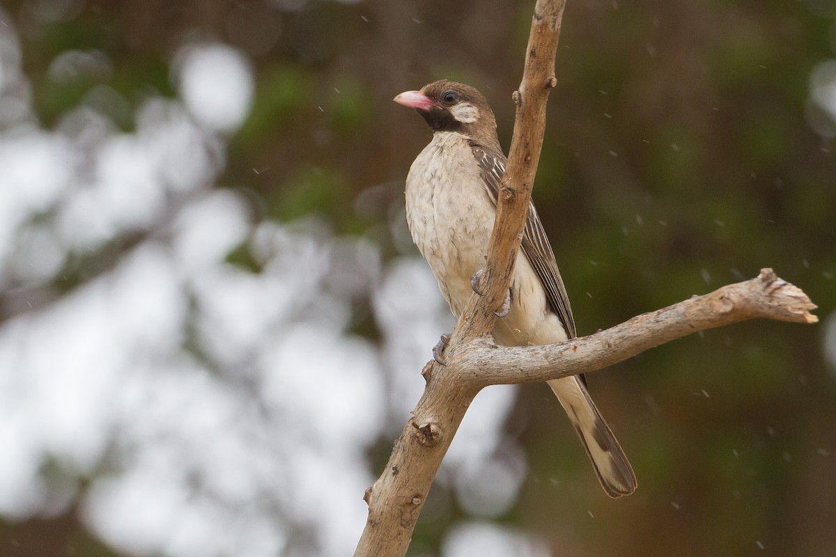 Greater Honeyguide - Indicator indicator - Birds of the World