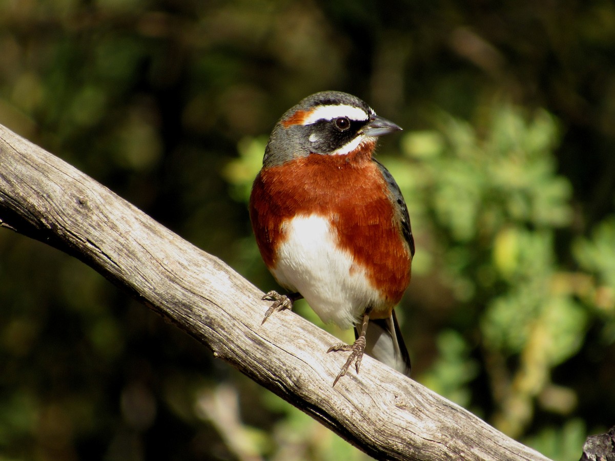 Black-and-chestnut Warbling Finch - Poospiza whitii - Birds of the World