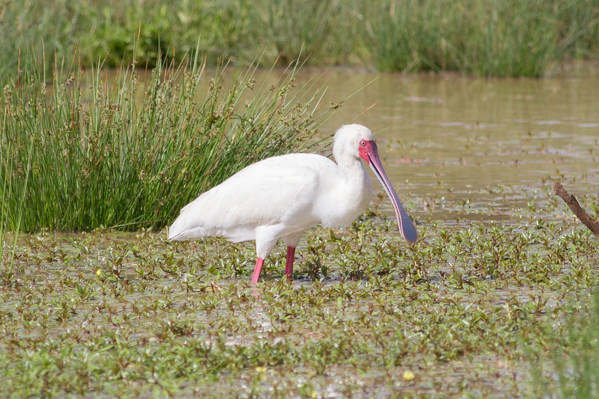 African Spoonbill - Platalea alba - Birds of the World