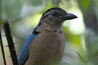 Giant Pitta - Hydrornis caeruleus - Birds of the World