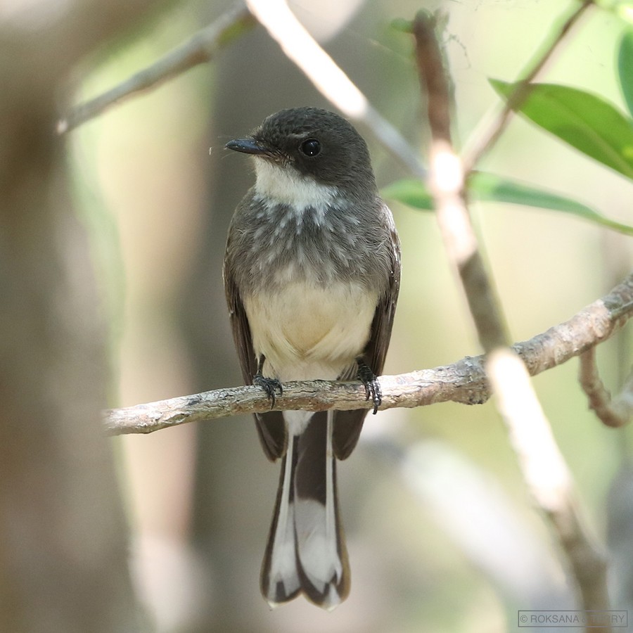 Northern Fantail (Northern) - eBird