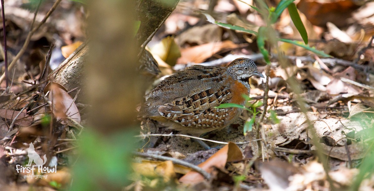 Madagascar Buttonquail - Turnix nigricollis - Birds of the World