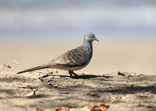 Barred Dove - Geopelia maugeus - Birds of the World