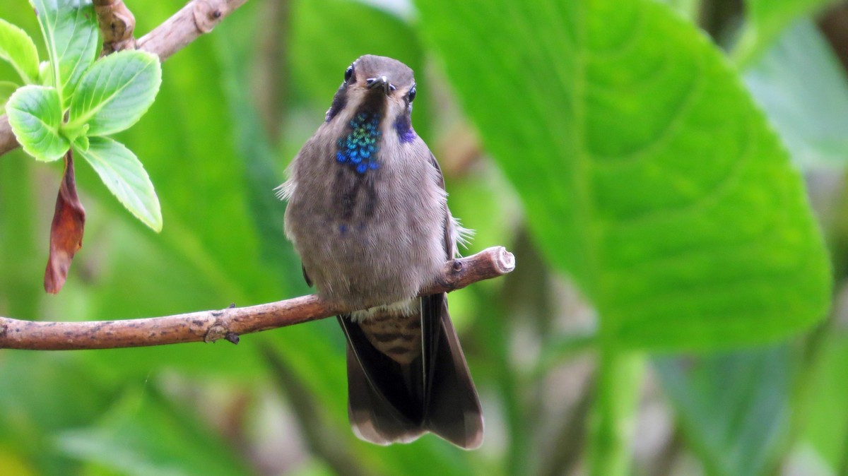 eBird Checklist - 17 Jun 2018 - Bosque Del Tolomuco - 34 species