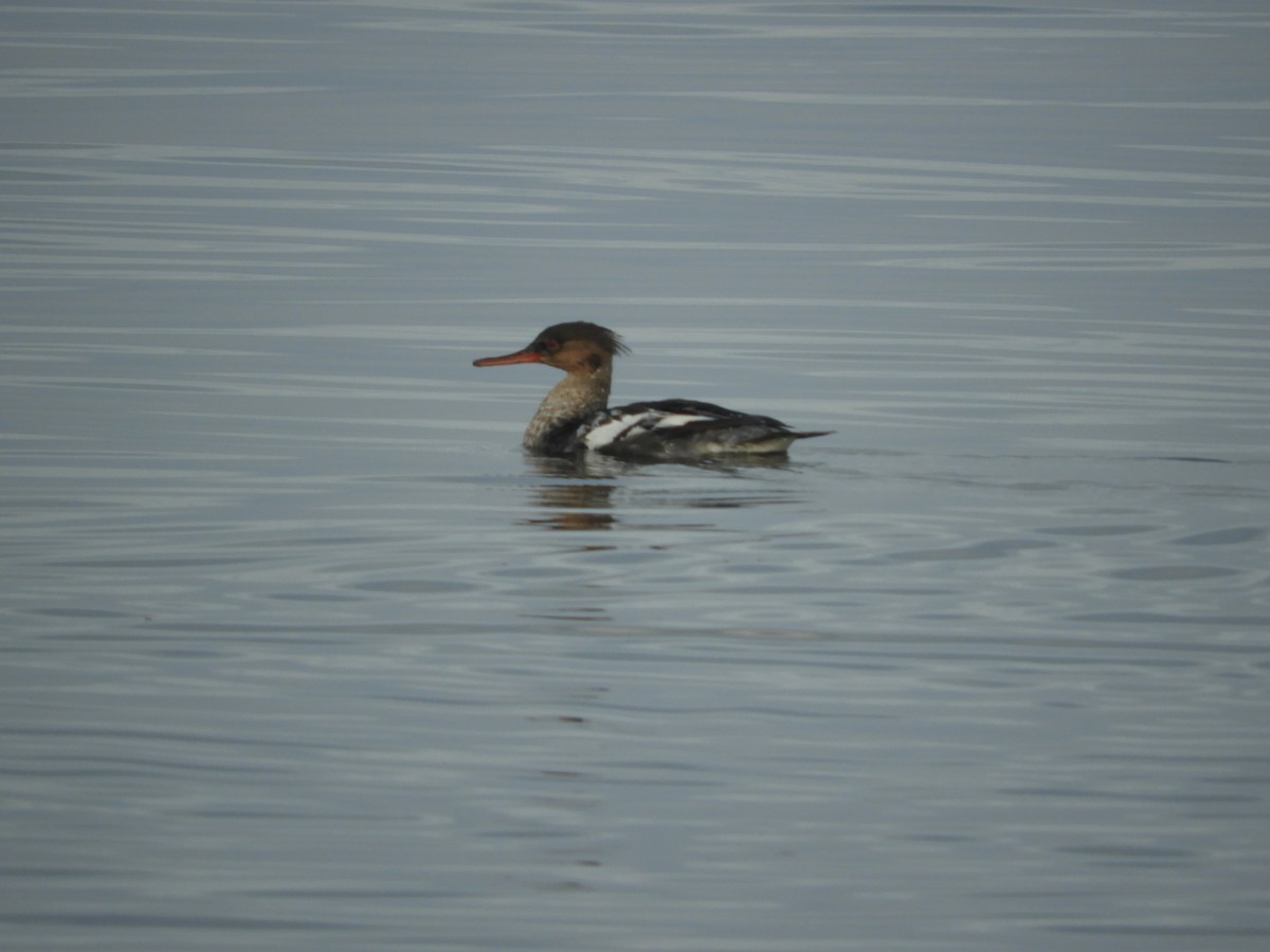eBird Canada Checklist - 27 Jul 2017 - Havre de Mingan - 5 species