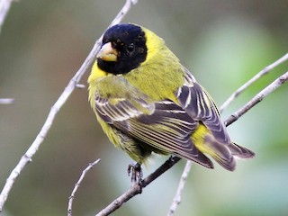 Antillean Siskin - eBird