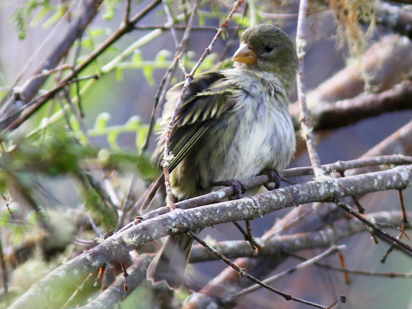 Antillean Siskin - eBird