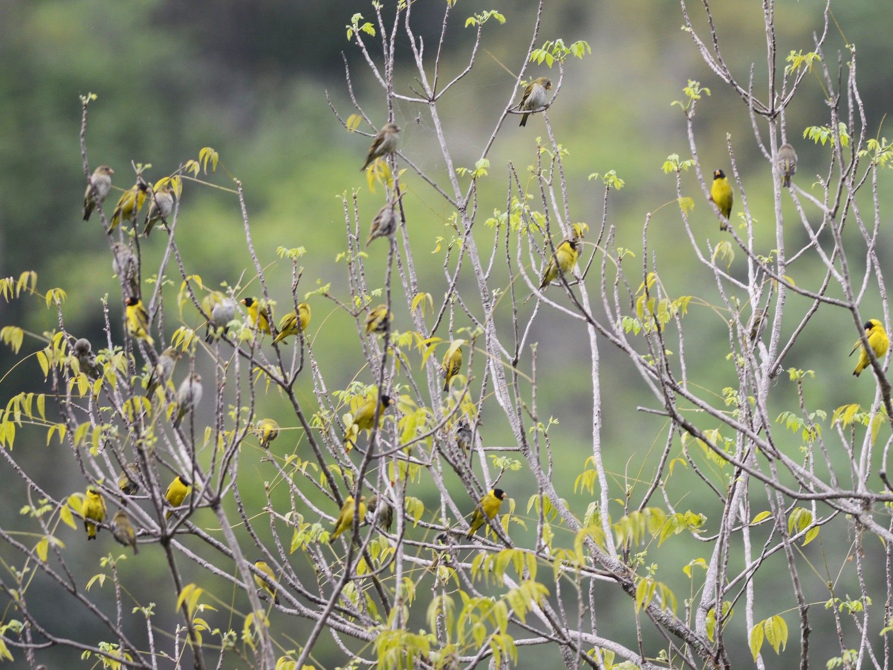 Antillean Siskin - eBird