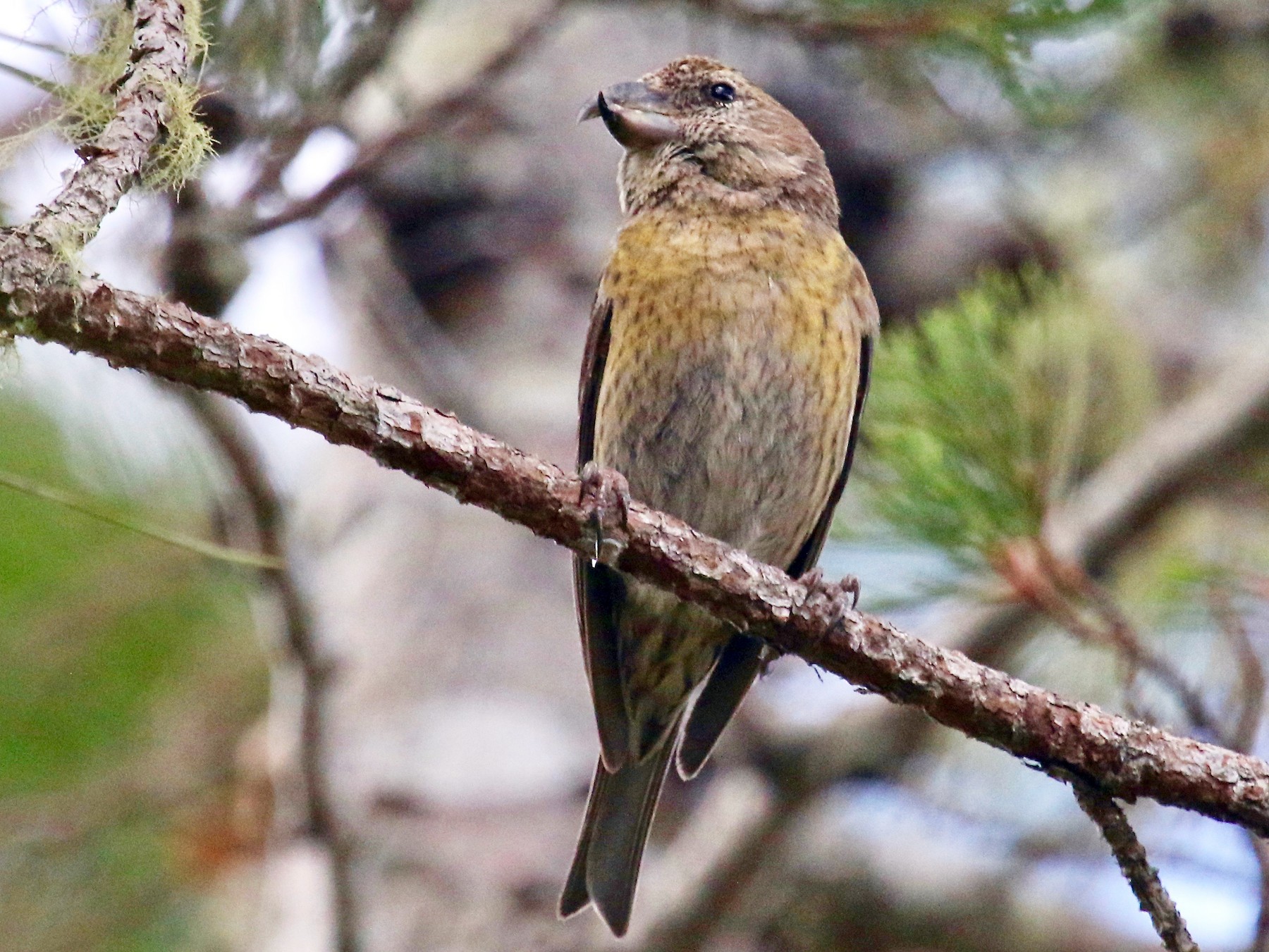 Hispaniolan Crossbill - eBird