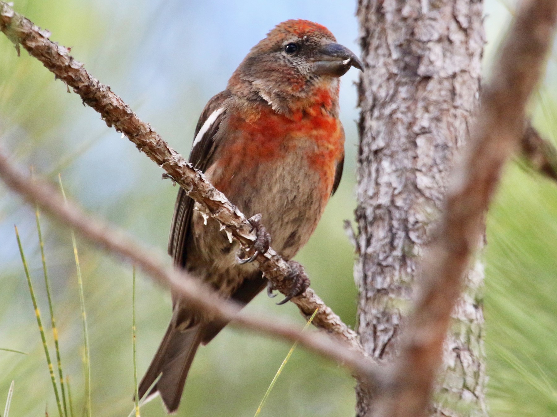 Hispaniolan Crossbill - eBird
